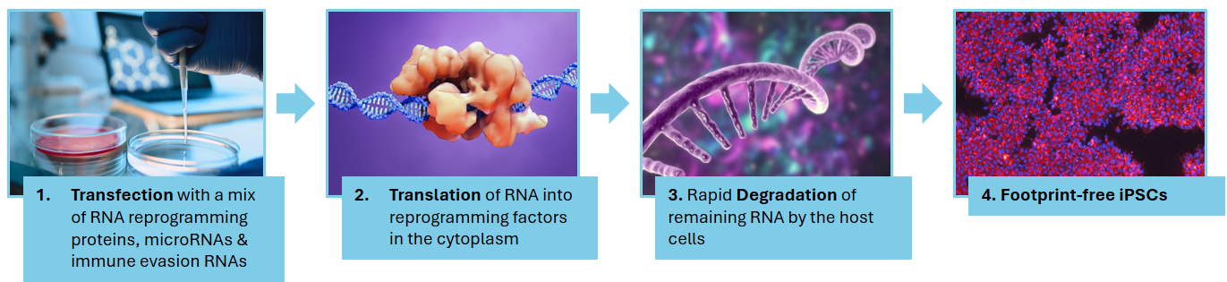 Why mRNA Reprogramming Is the Key to Safer and Faster iPSC Generation?